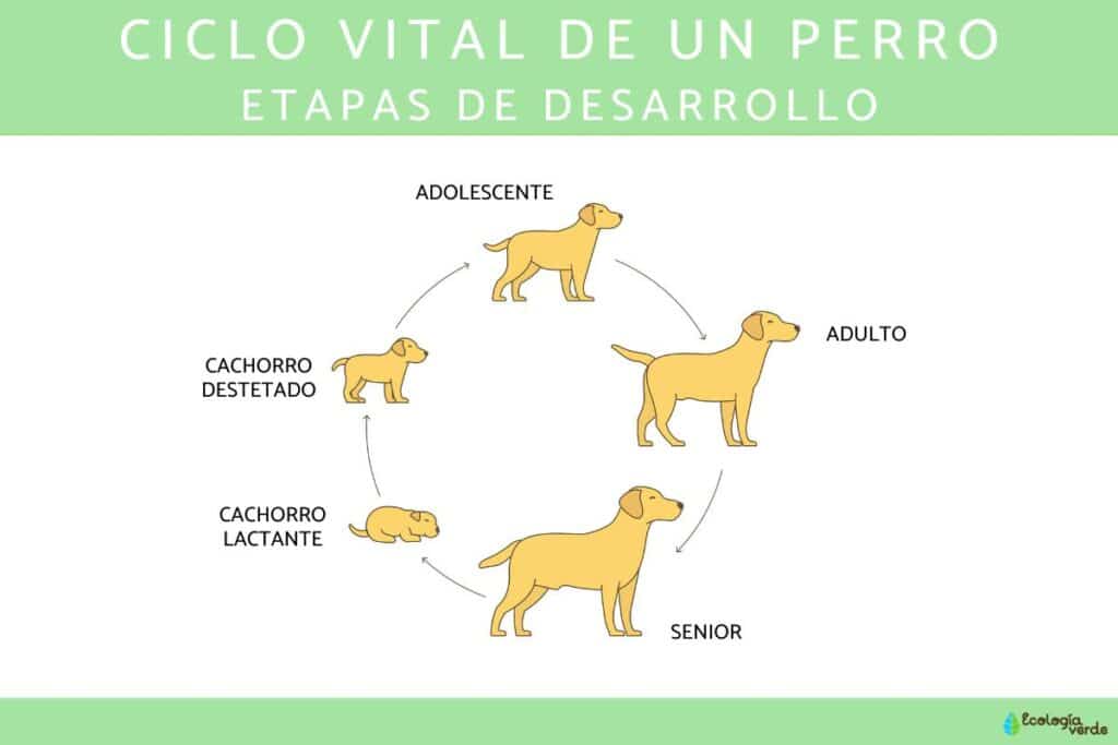 ¿Cachorro hasta Cuándo? Etapas del Comportamiento Canino