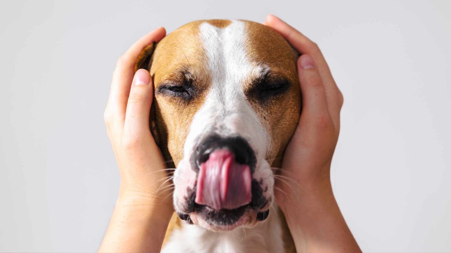 Cómo Calmar a tu Perro Asustado por Ruidos Fuertes: Guía Completa