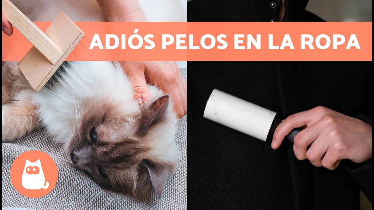 ¿Cómo QUITAR los PELOS de PERRO y GATO de la Ropa? | Trucos Efectivos