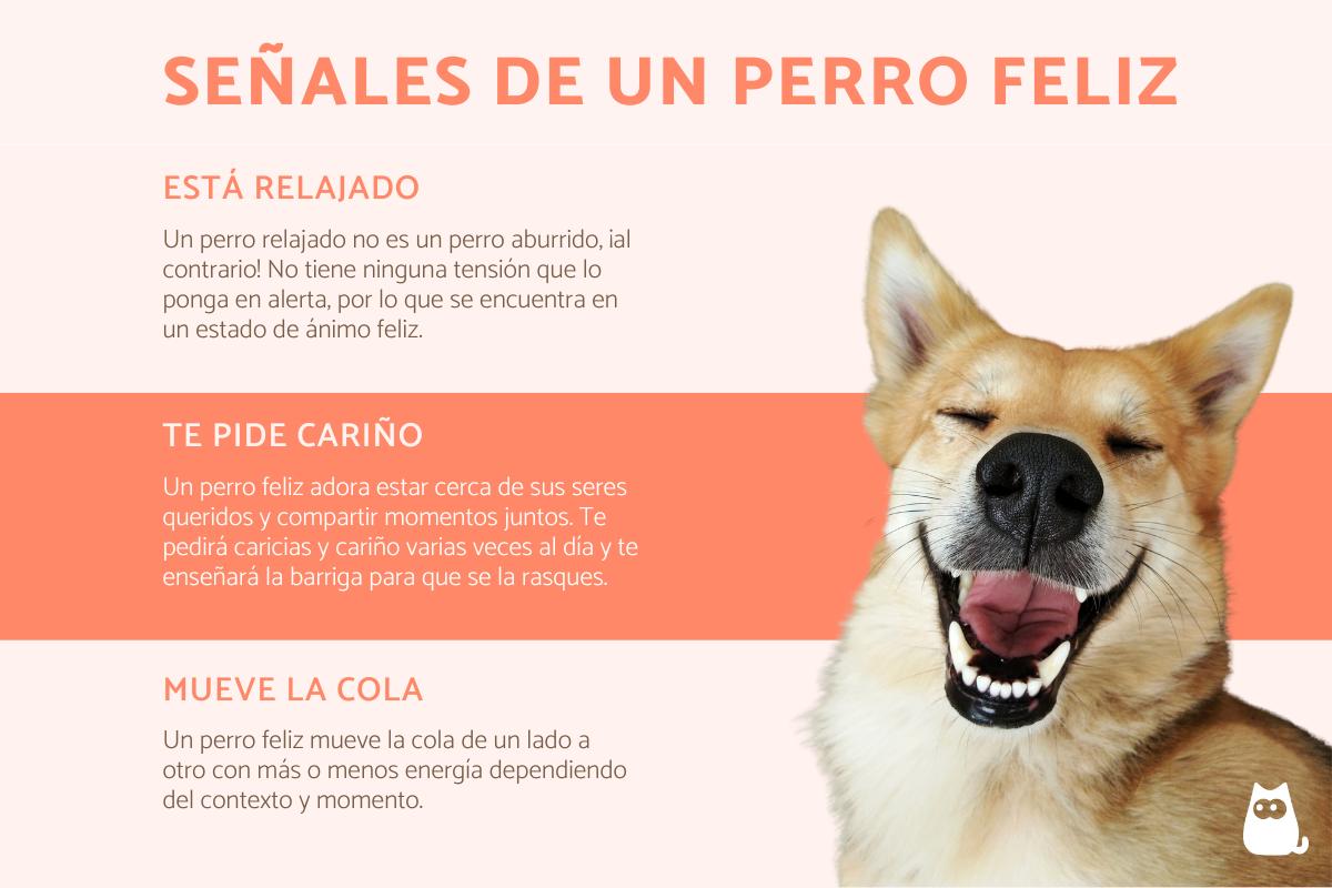 ¿Cómo saber si mi PERRO es FELIZ? Señales de que un Perro es Feliz