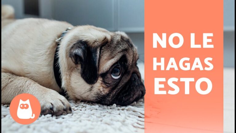 Cosas Que Dañan Emocionalmente a Tu Perro
