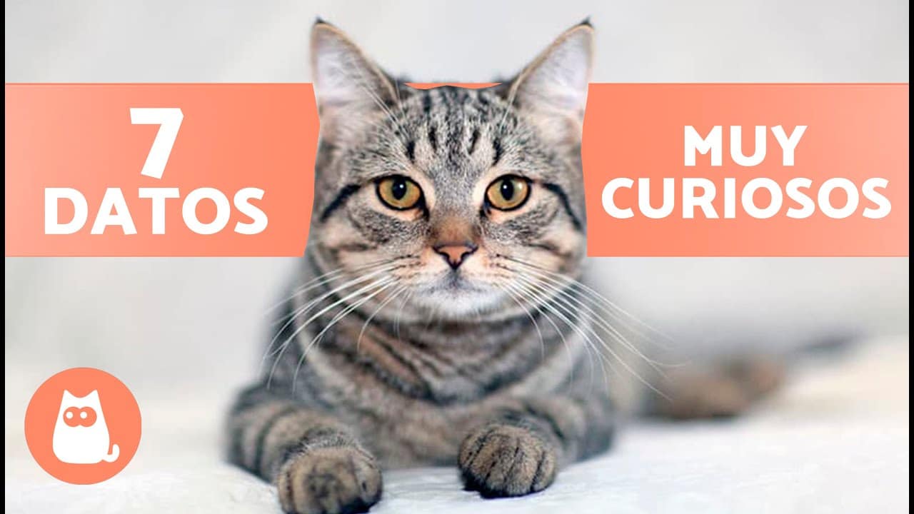 Curiosidades sobre los Gatos Atigrados o Tabby ¡Descúbrelas!