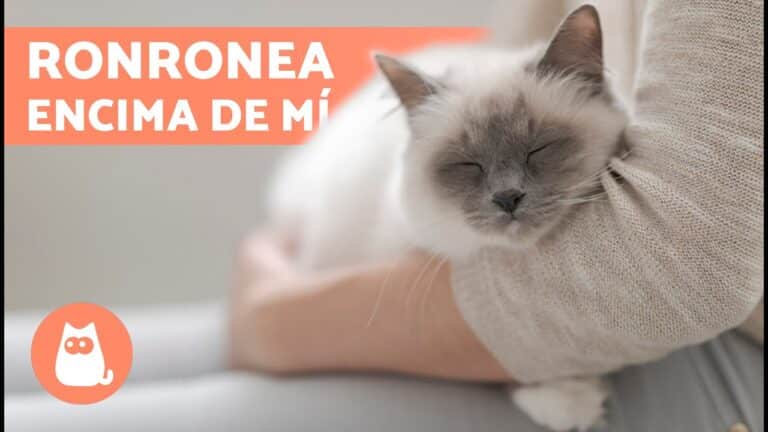 ¿Por qué mi GATO RONRONEA encima mío? ( Motivos)