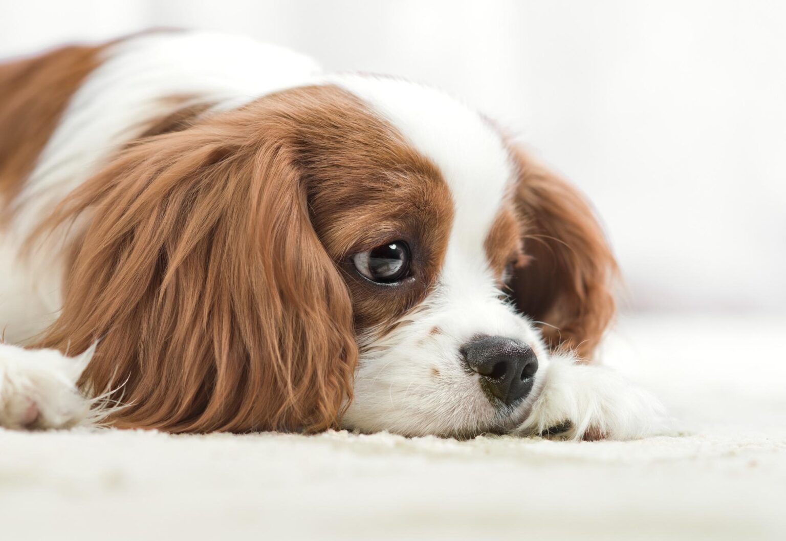 ¿Por qué mi perro está triste? causas comunes y cómo ayudar