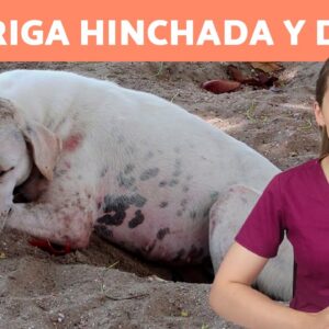 ¿Por qué mi perro tiene la barriga hinchada y dura? Causas y remedios