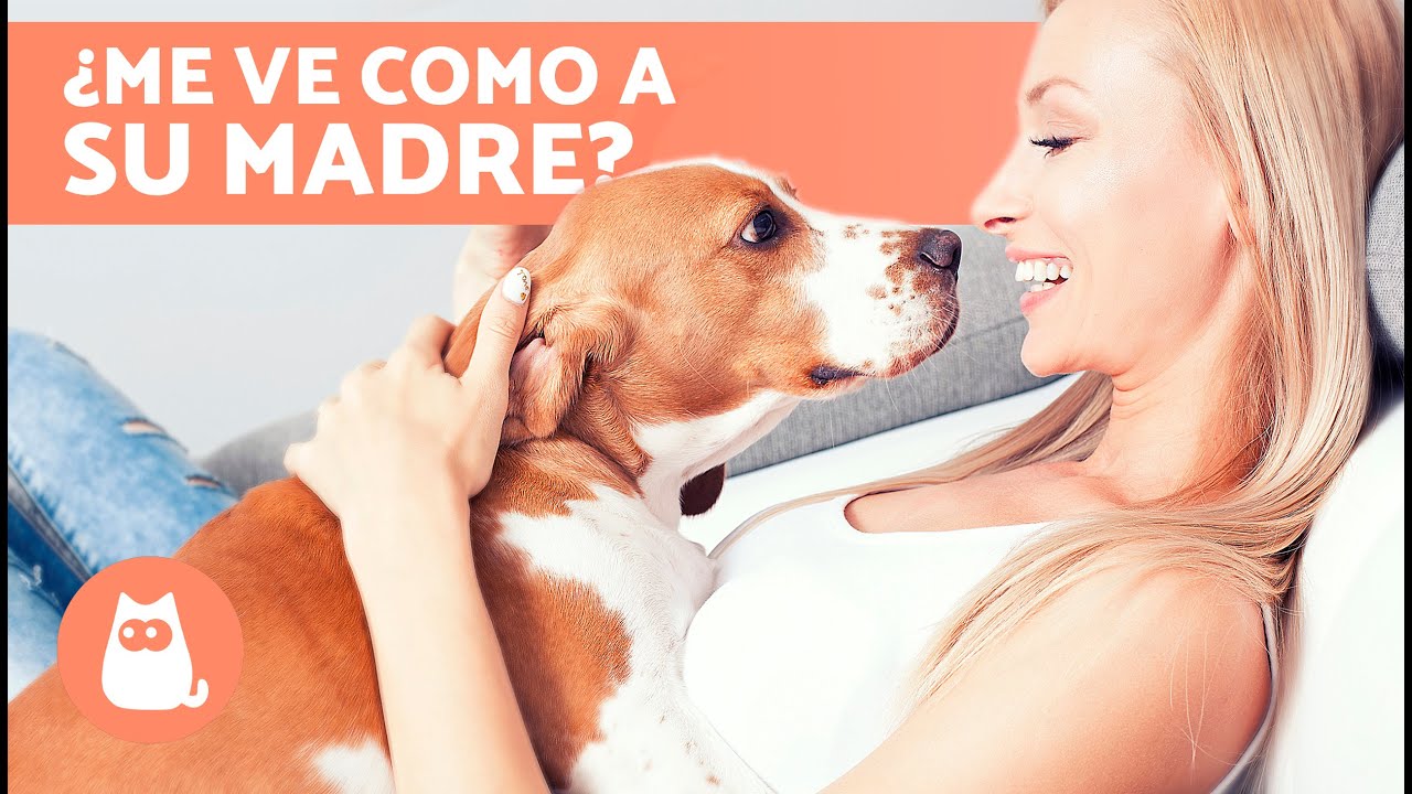 ¿Tu Perro Te Ve Como Su Madre? Descubre Cómo Saberlo
